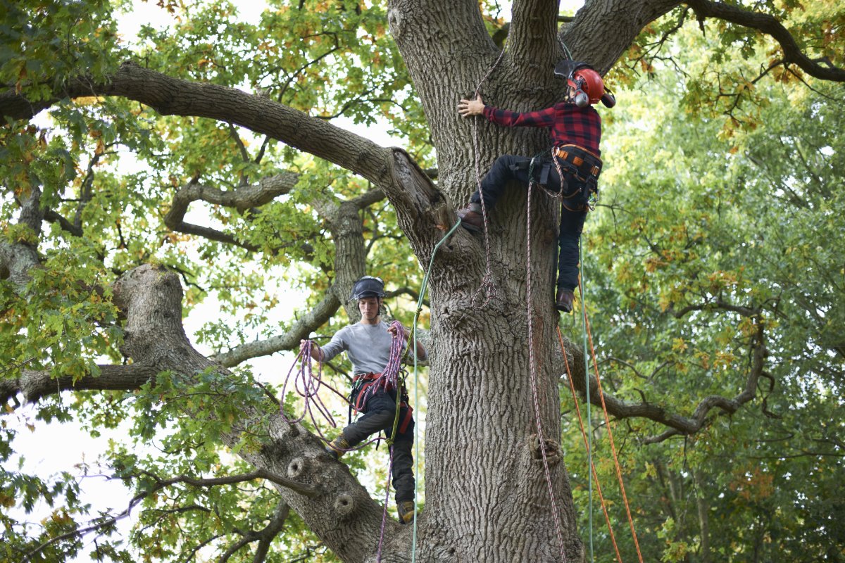 5 Qualities Every Good Tree Surgeon Has