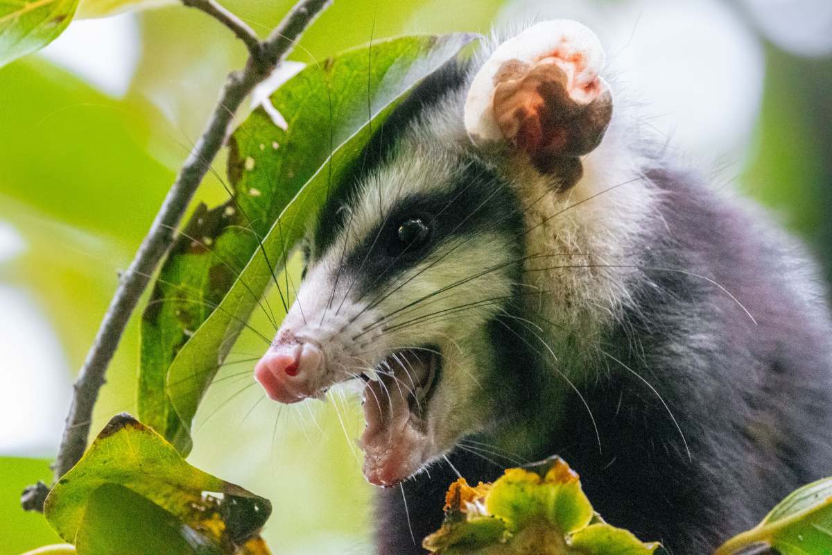 Are Possums Aggressive: What You Need to Know About Possums