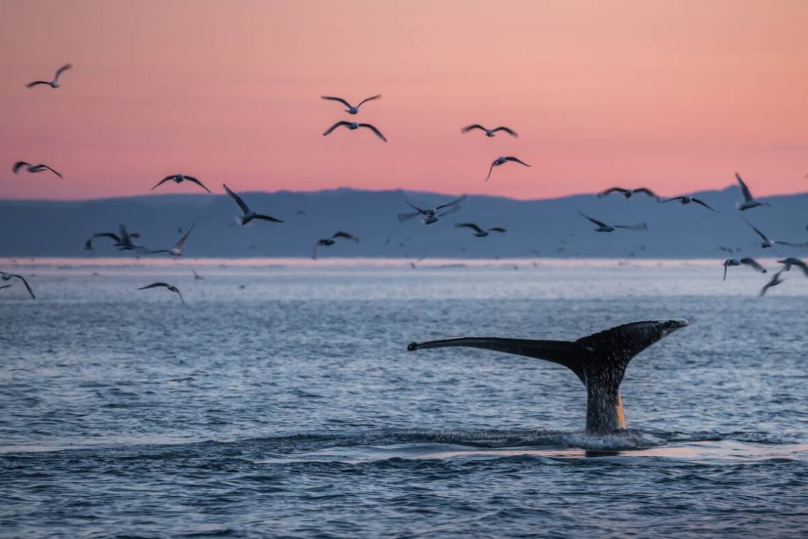 Are Whales Fish or Mammals? 5 Facts and Extinction Risk